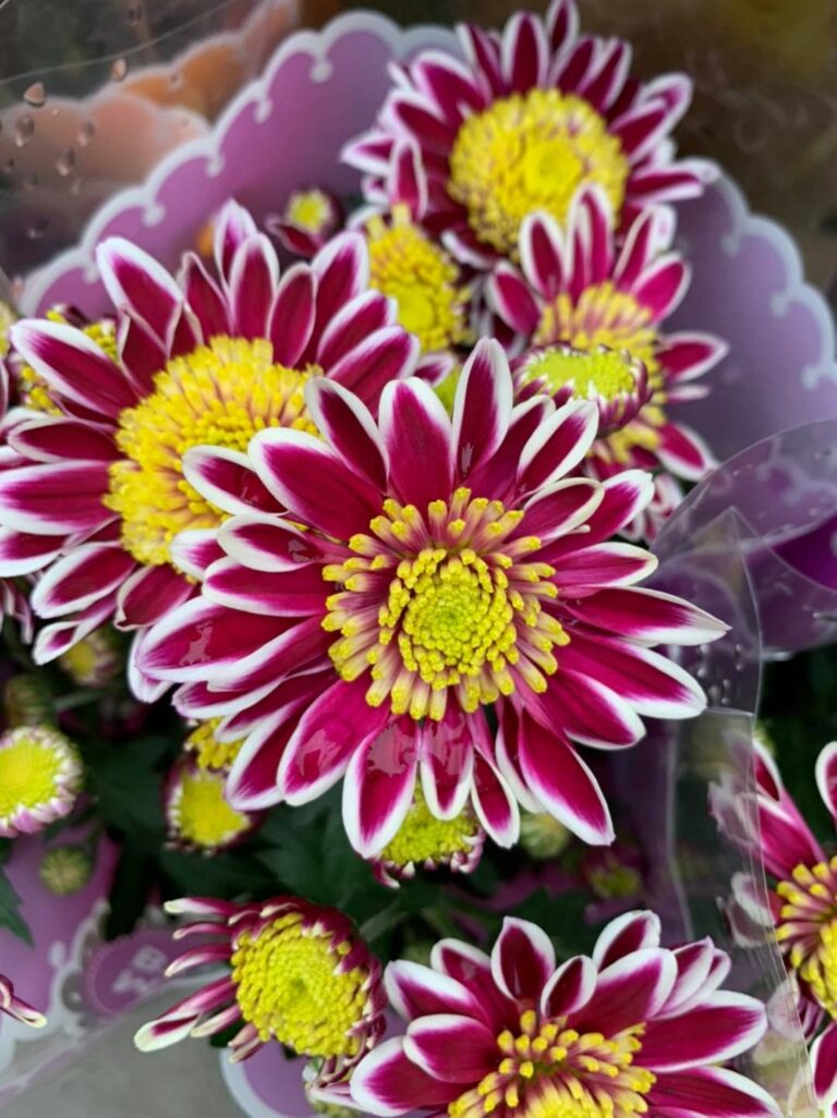 At Bryncir Garden Centre you’ll find a vibrant range of plants big or ...